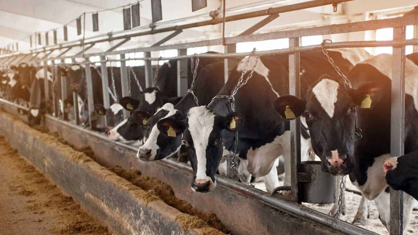 Farm Supplies & 7 Must Have Items For Any Dairy Farmer